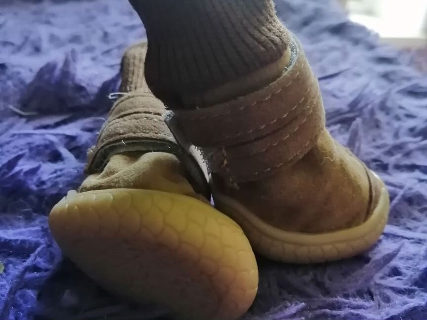 Ботинки для животного