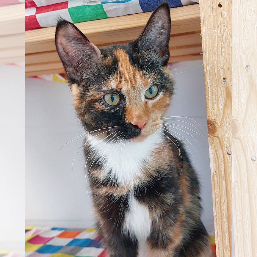 Взрослая, кошка в добрые руки