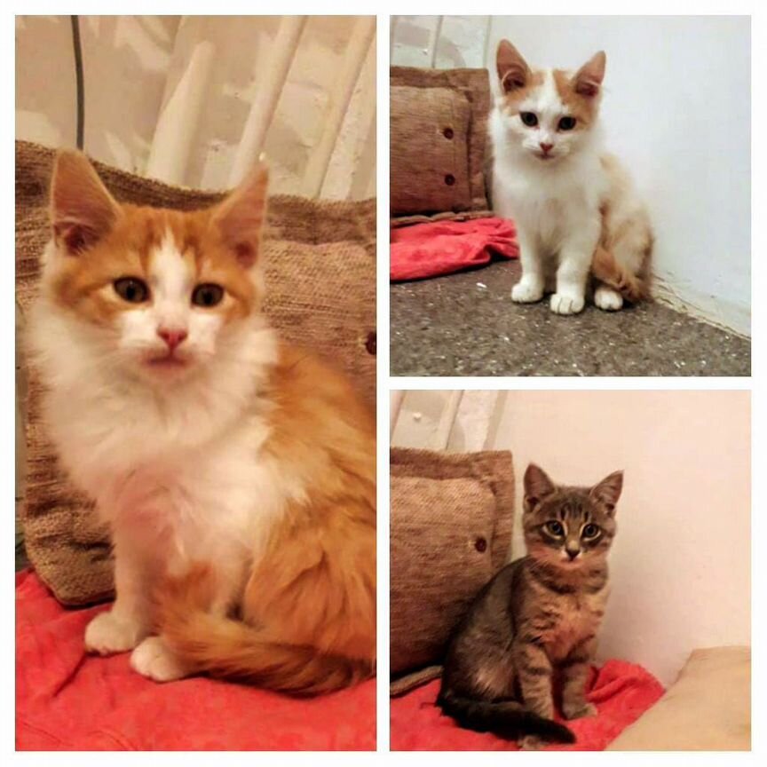 Котята мальчики в добрые руки