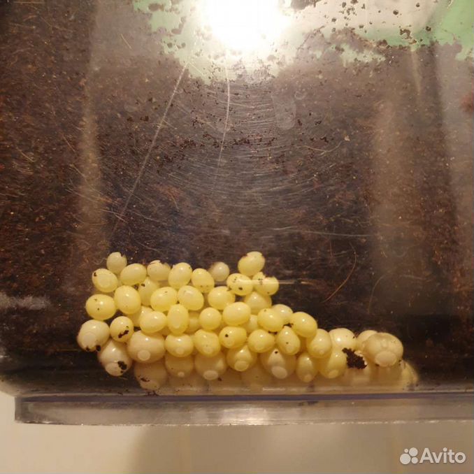 Яйца улиток Ахатинов