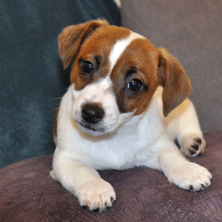 Щенки Джек Рассел терьера