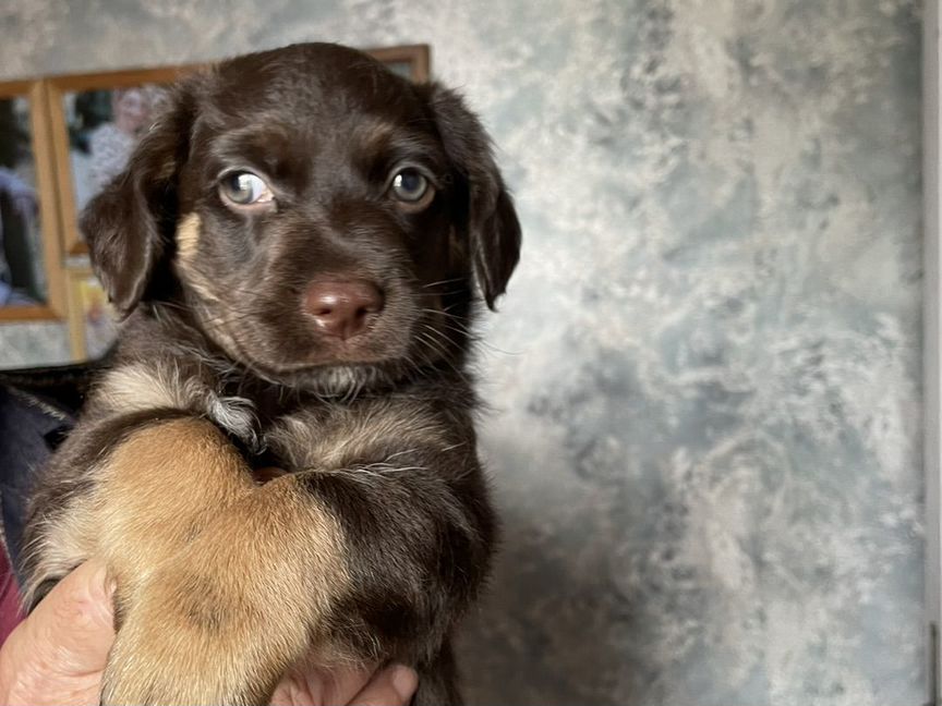 Собака в добрые руки щенок