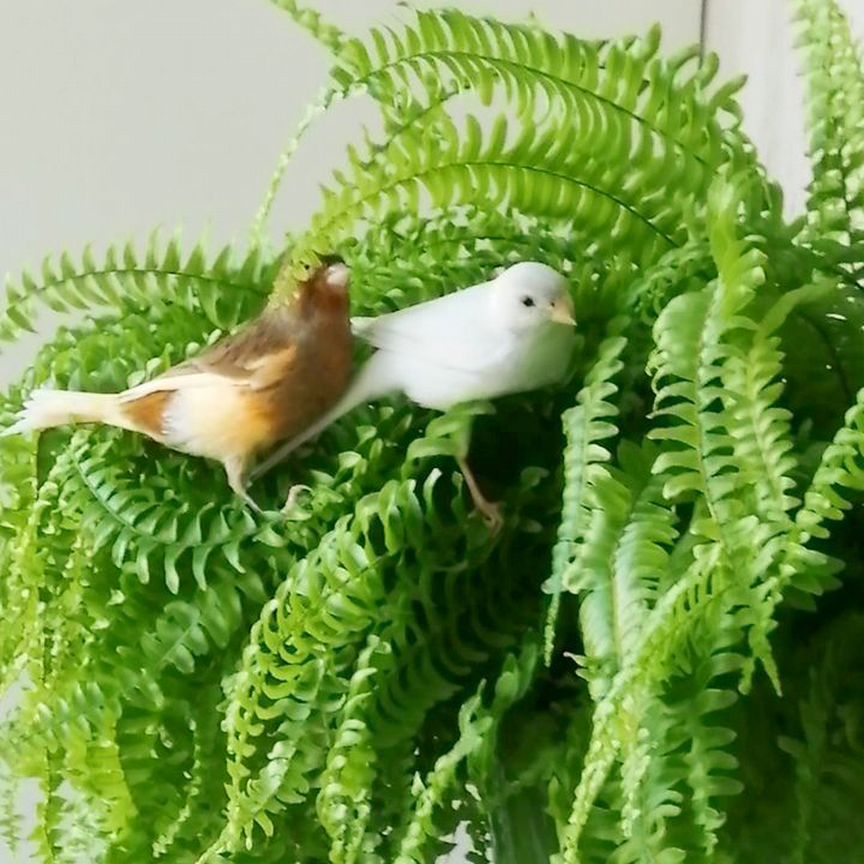 Канарейки
