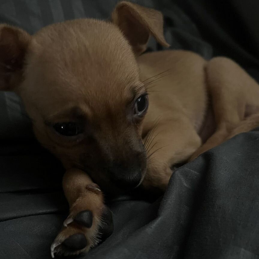 Русский той-терьер, щенок