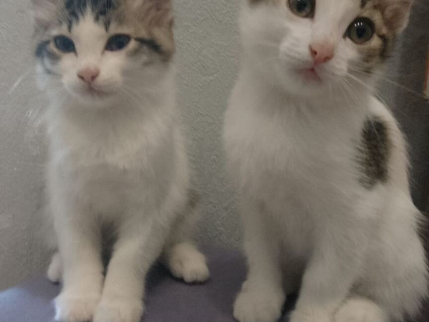 Кошки