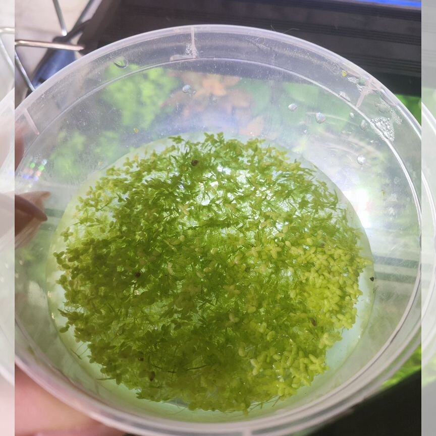 Аквариумная ряска