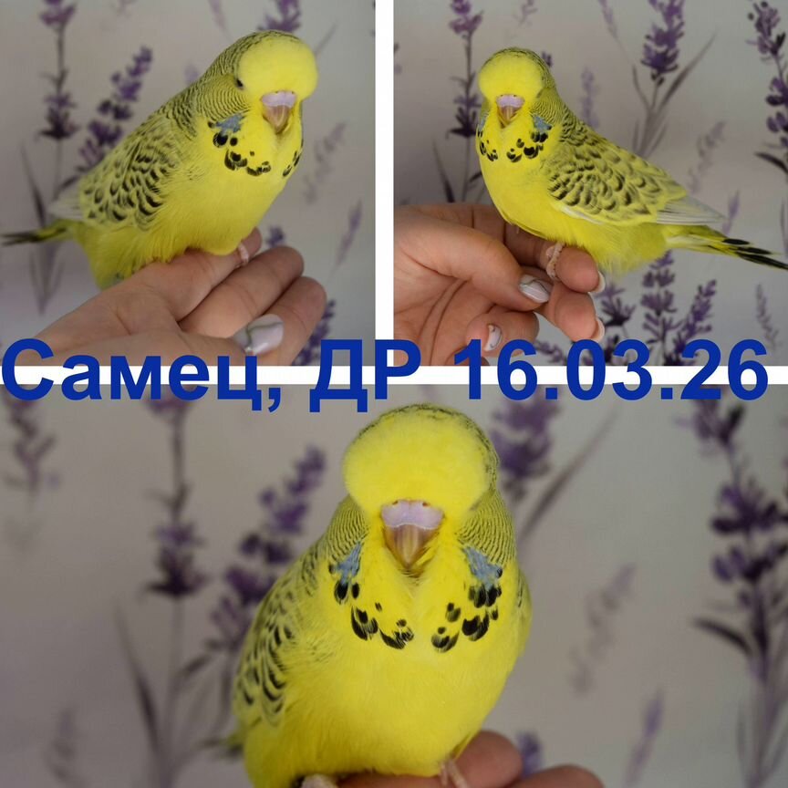 Ручные птенцы выставочных волнистых попугаев (чех)