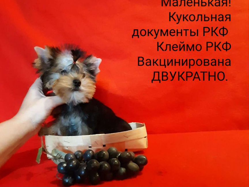 Зюси.Злата и др.ркф.Клеймо.Привиты