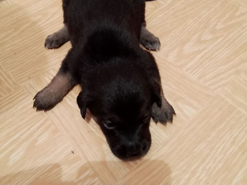 Собаки щенки бесплатно