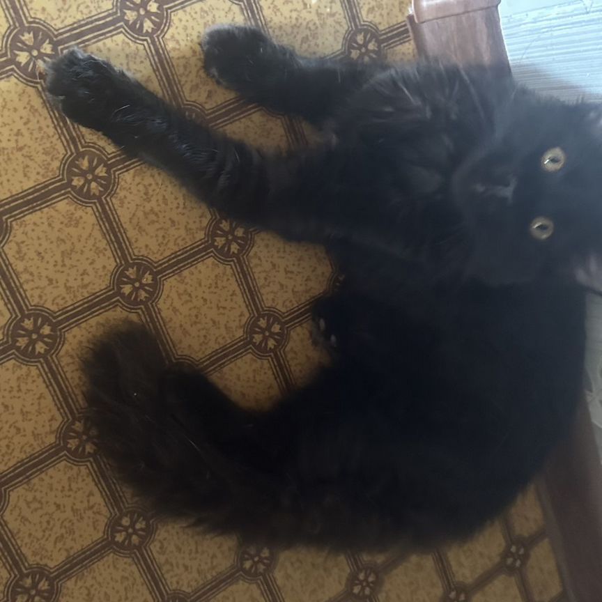 Котенок мэйнкун девочка