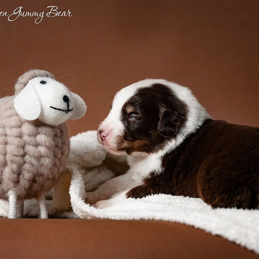 Миниатюрная американская овчарка щенки