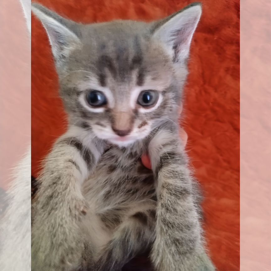 Котёнок в добрые руки