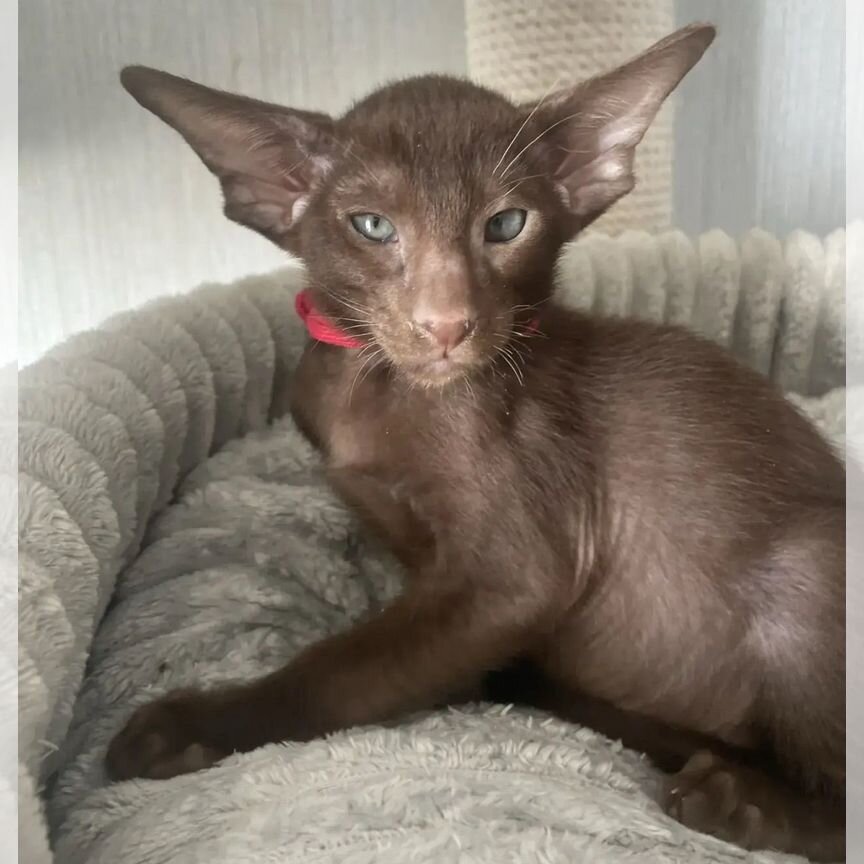 Ориентальный котёнок