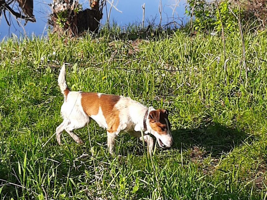 Фокс терьер