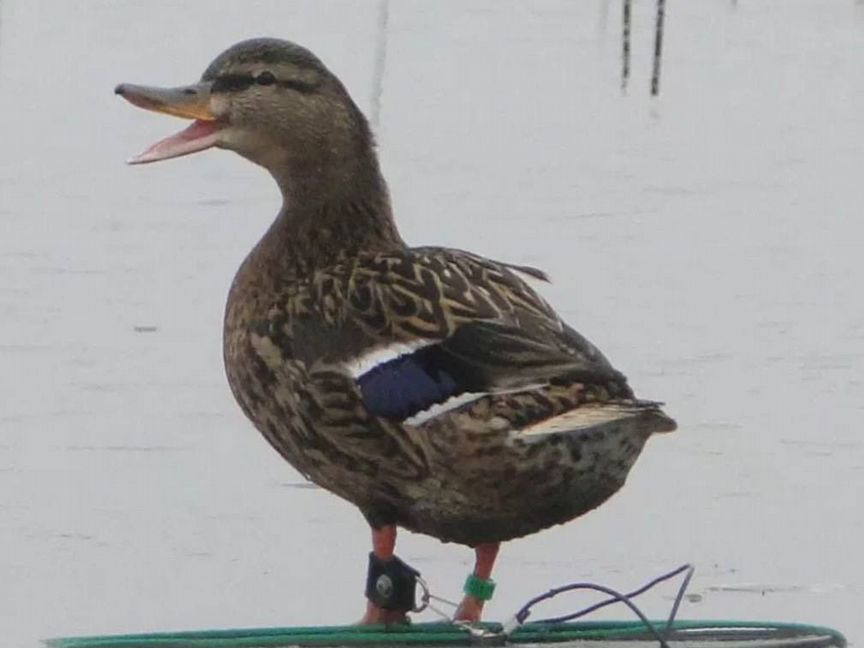 Утки подсадные для охоты