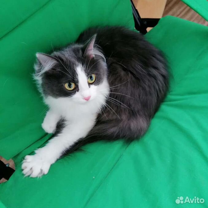 Ласковый котик Веня ищет дом