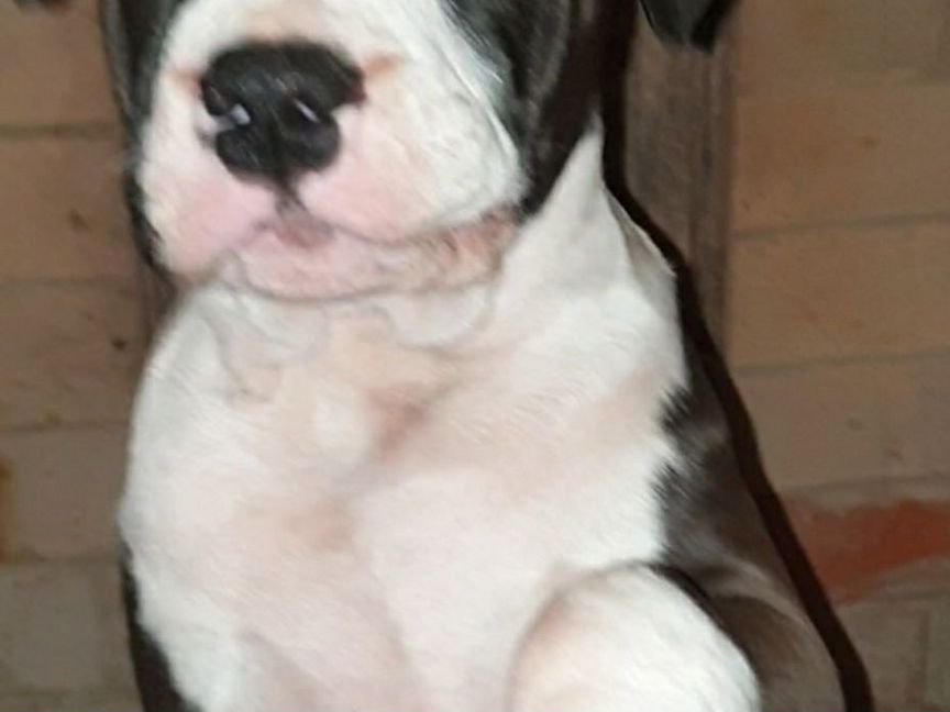 Щенки американского булли