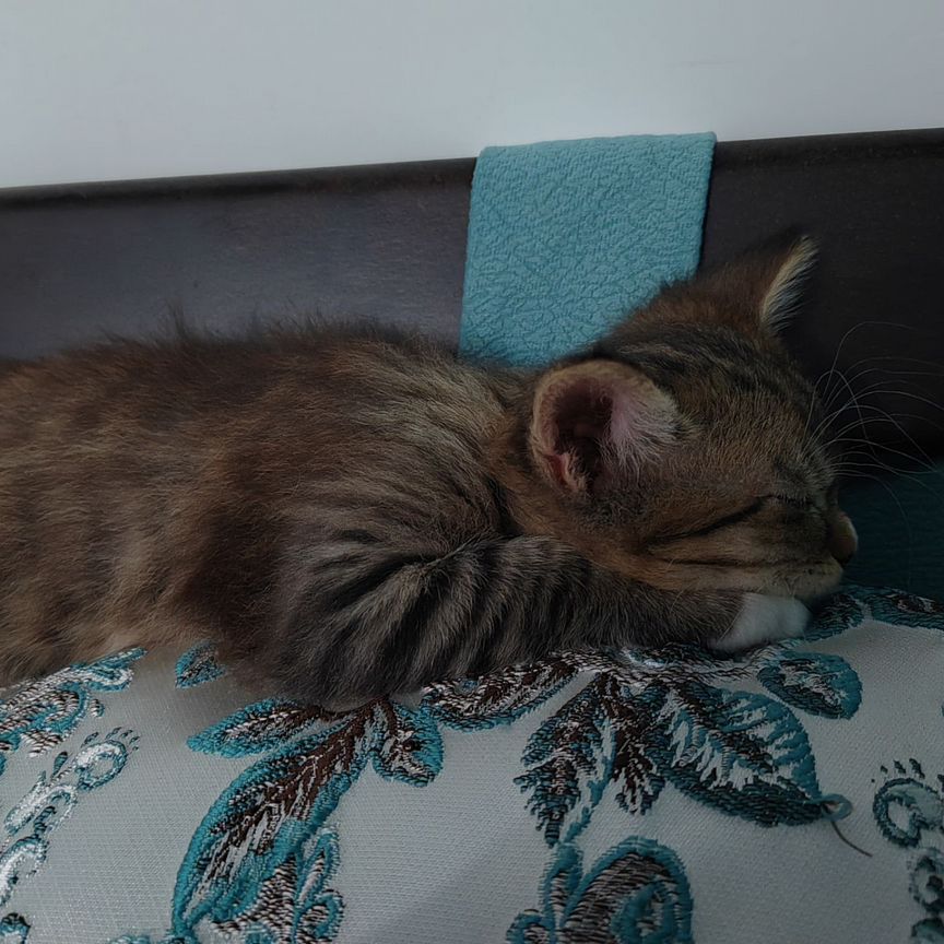 Котёнок в добрые руки