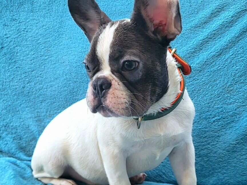 Французский бульдог щенок