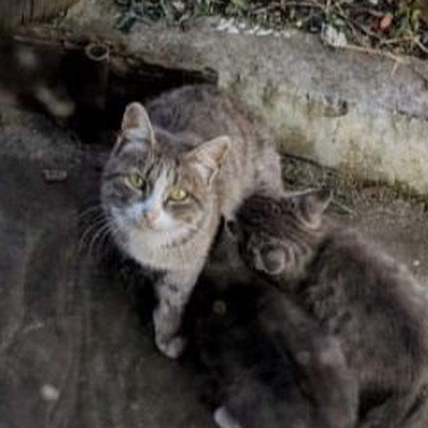 Котёнок в добрые руки