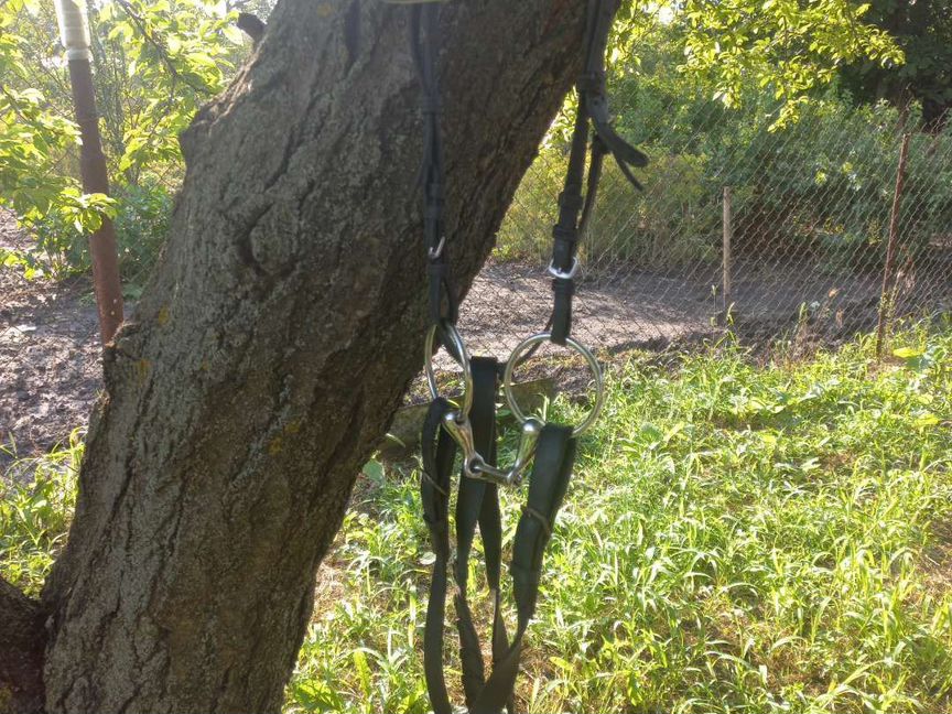 Уздечка и Мартингал