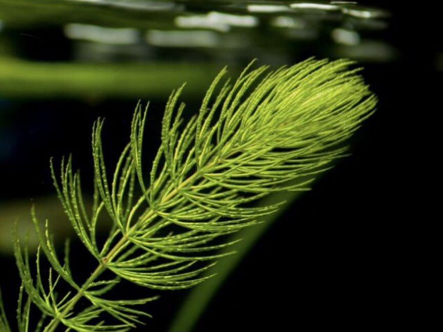 Аквариумные растения - Роголистник