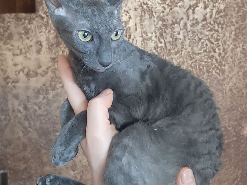 Котенок Корниш-рекс