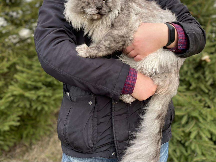 Кот мейн-кун вязка