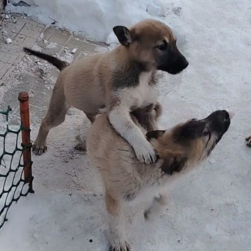 Щенок в добрые руки