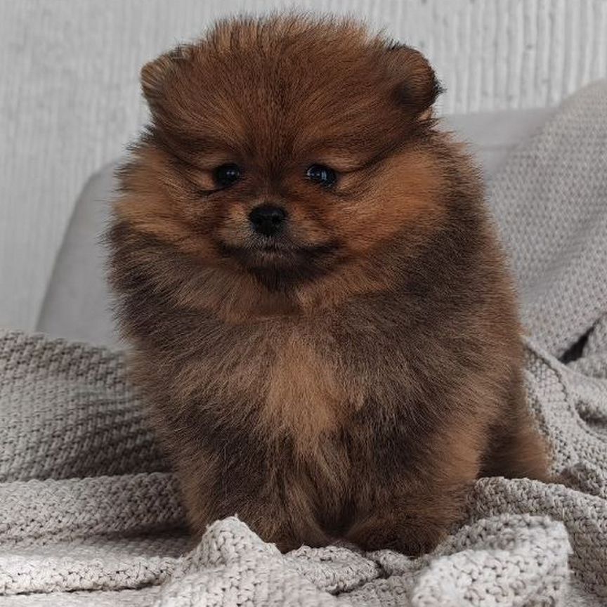 Померанский шпиц, щенок
