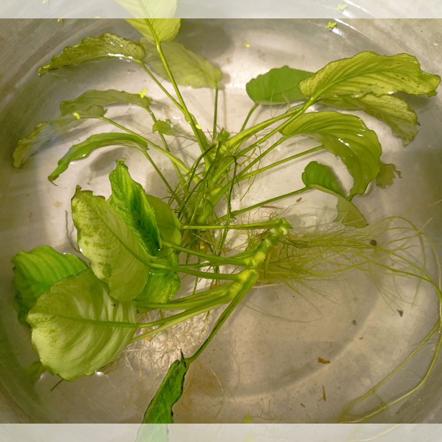 Аквариумные растения анубиас