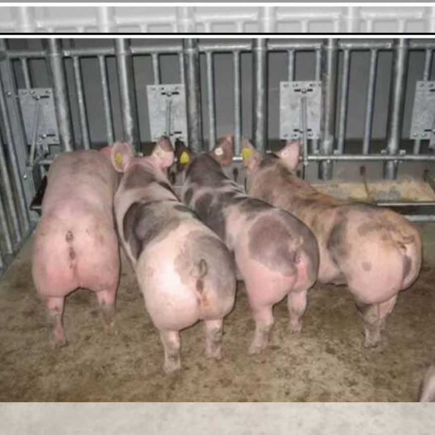 Семя хрячков племенных