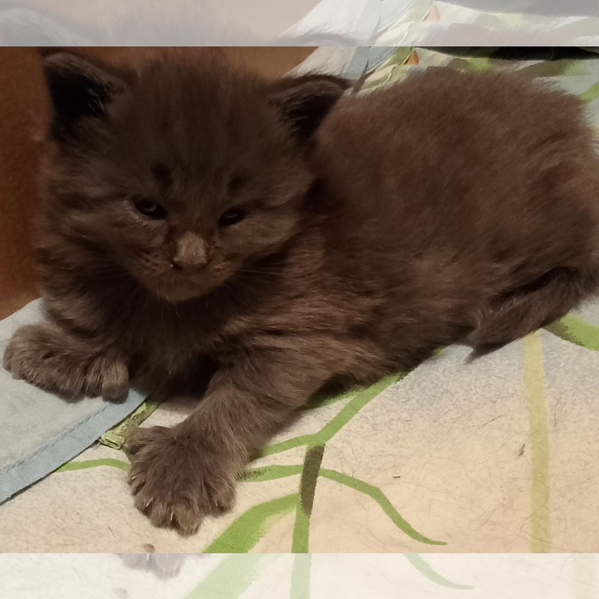 Мейн-кун котёнок