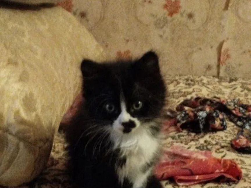 Котенок в добрые руки бесплатно