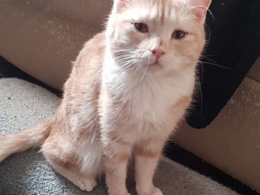 Коты кошки хозяйка уезжает