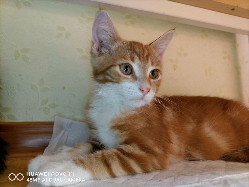 Рыжий котенок 3 месяца