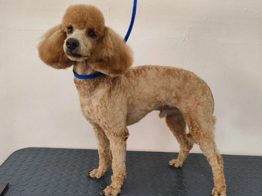 Той-пудель вязка