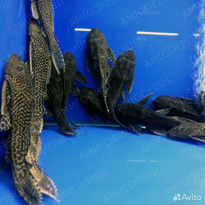 Плекостомус (Hypostomus plecostomus)
