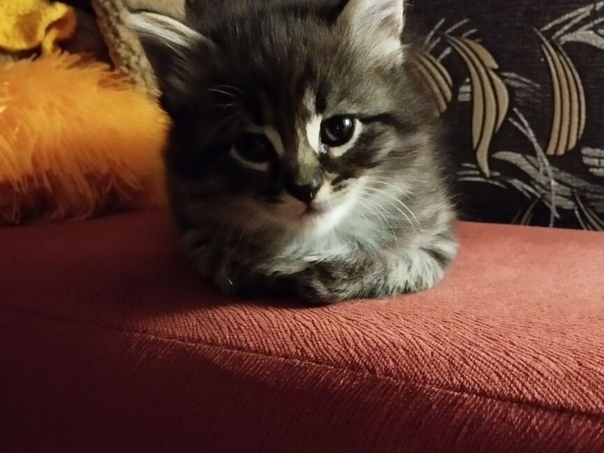 Котёнок в добрые руки