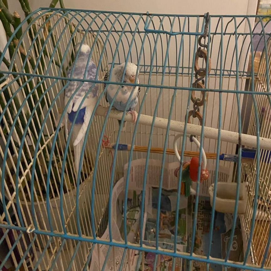 Волнистый попугай пара, с клеткой