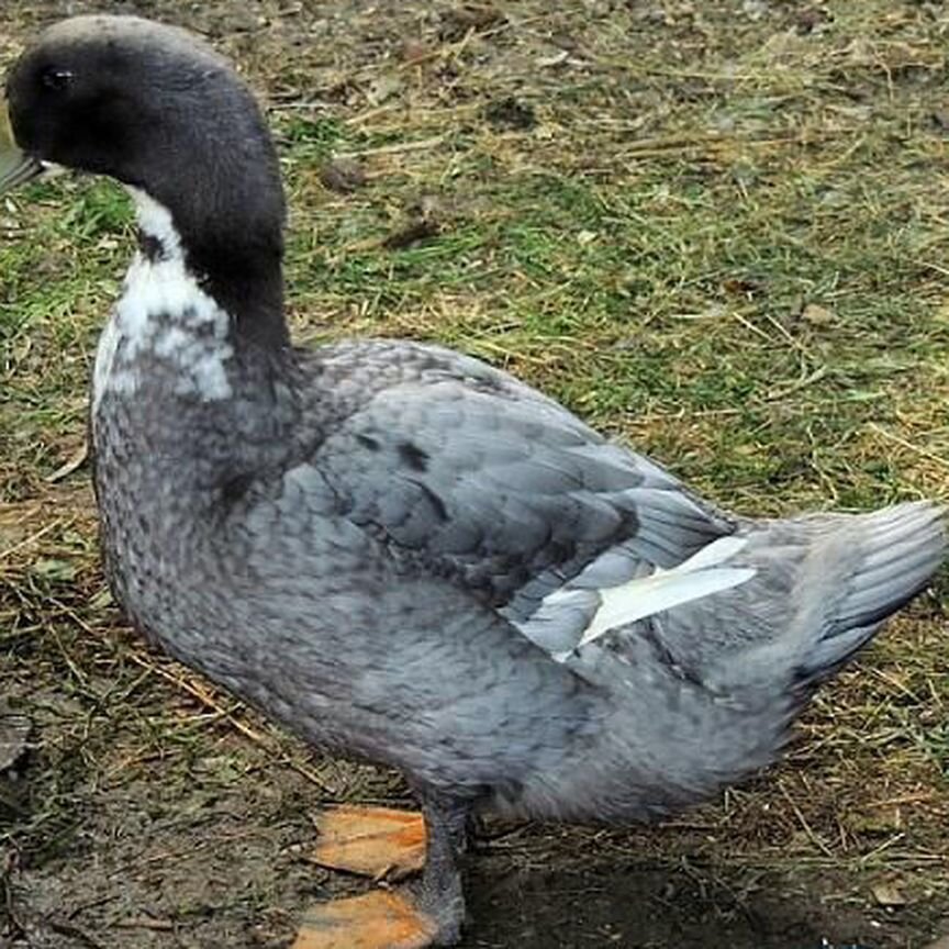 Индоутки и фавориты