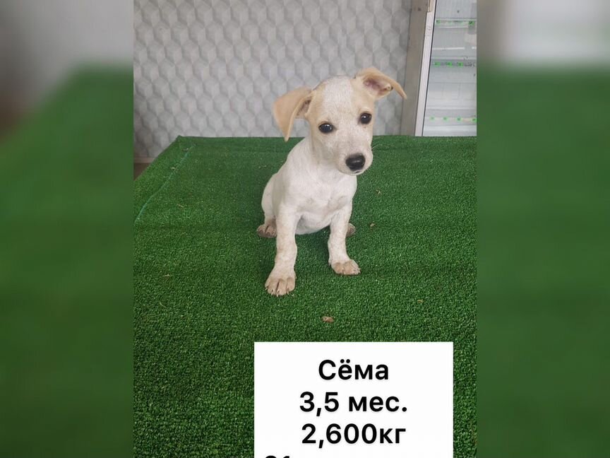 Щенки от небольшой собачки