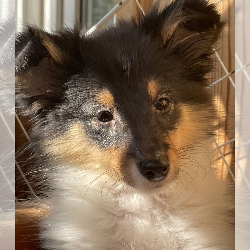 Ребята готовы к переезду