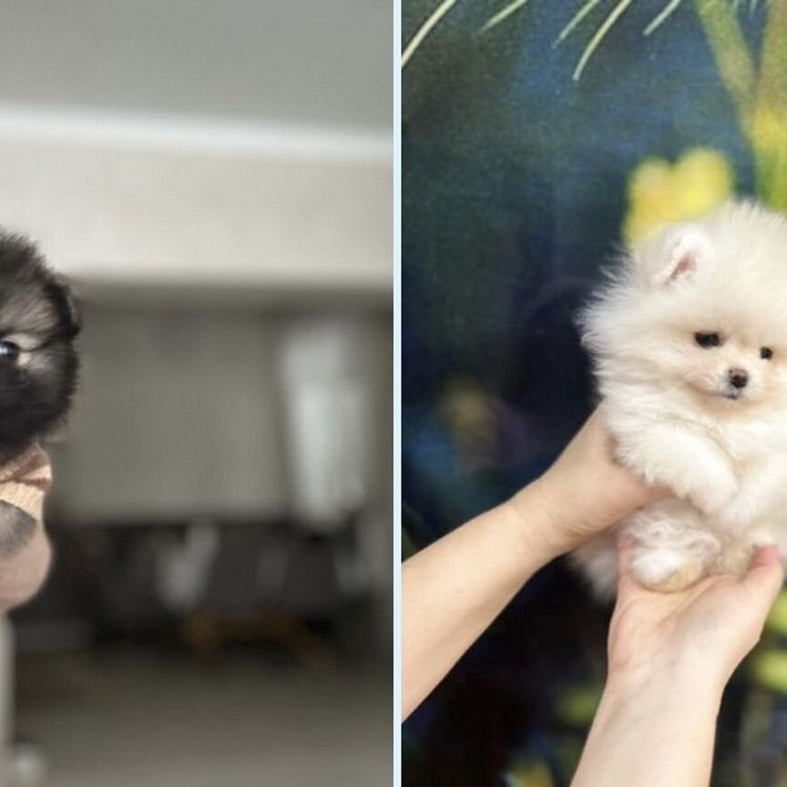 Померанский шпиц, щенок