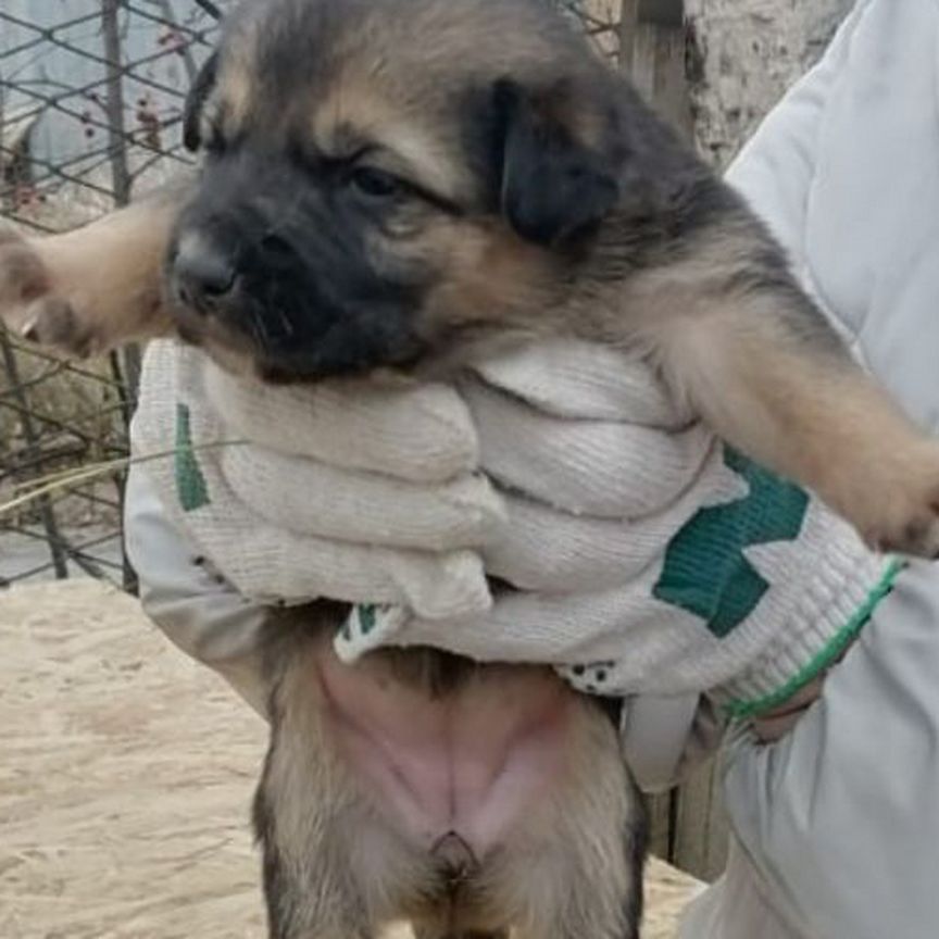 Щенок в добрые руки
