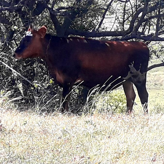 Тёлка Швидской породы