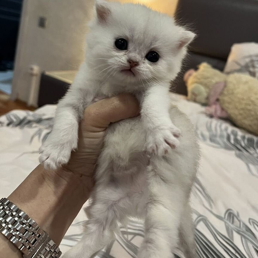 Котята серебристая шиншила