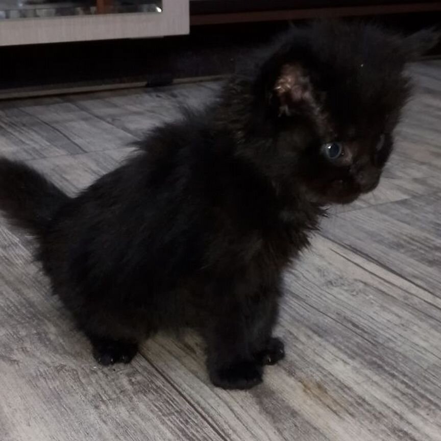 Котята мейн-кун