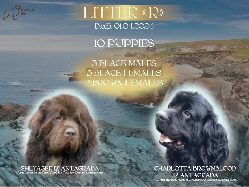 Щенки породы ньюфаундленд