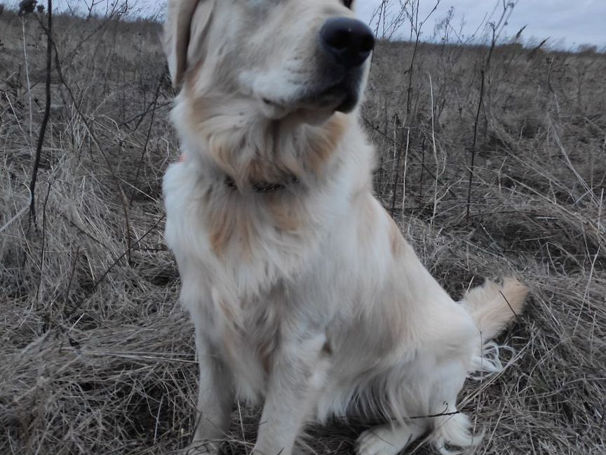 Золотистый ретривер